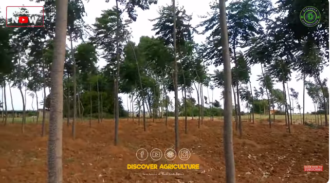 Neem tree farming - FO-Video-Library