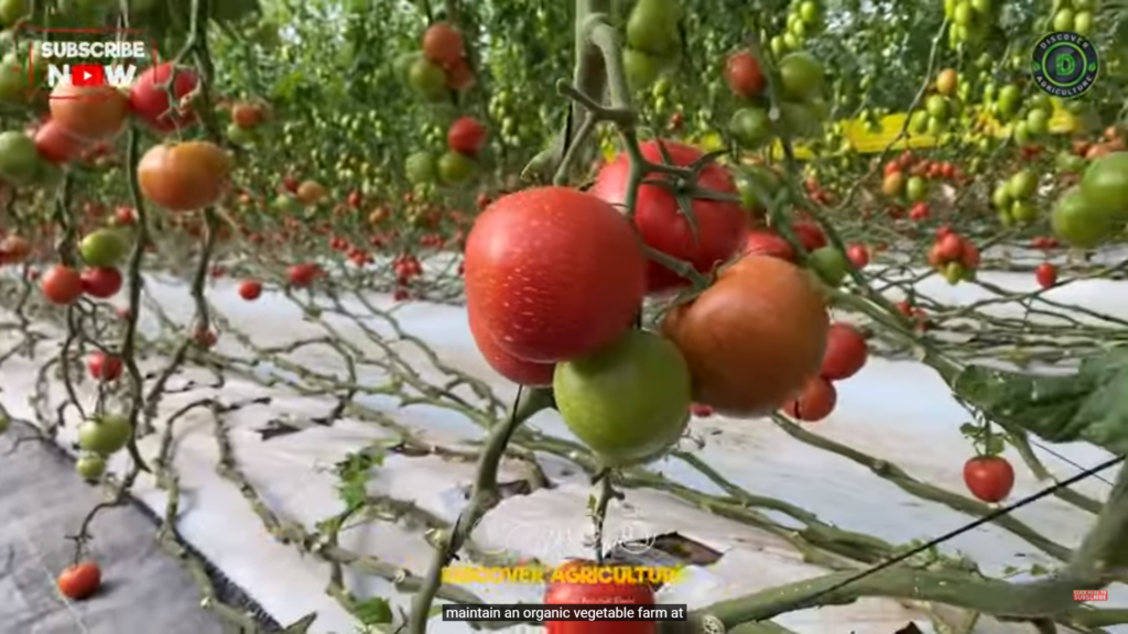 From Seed to Harvest: Your Guide to Successful Organic Vegetable ...